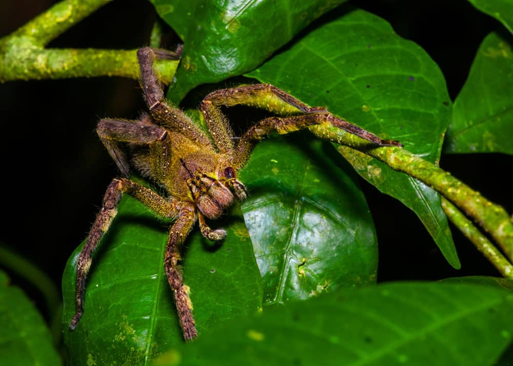 Crazy Colombian Spiders: Fascinating Facts & Surprising Features