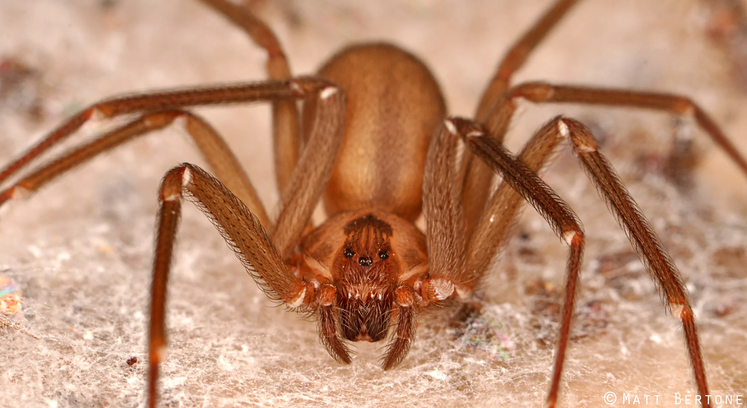 Crazy Colombian Spiders: Fascinating Facts & Surprising Features