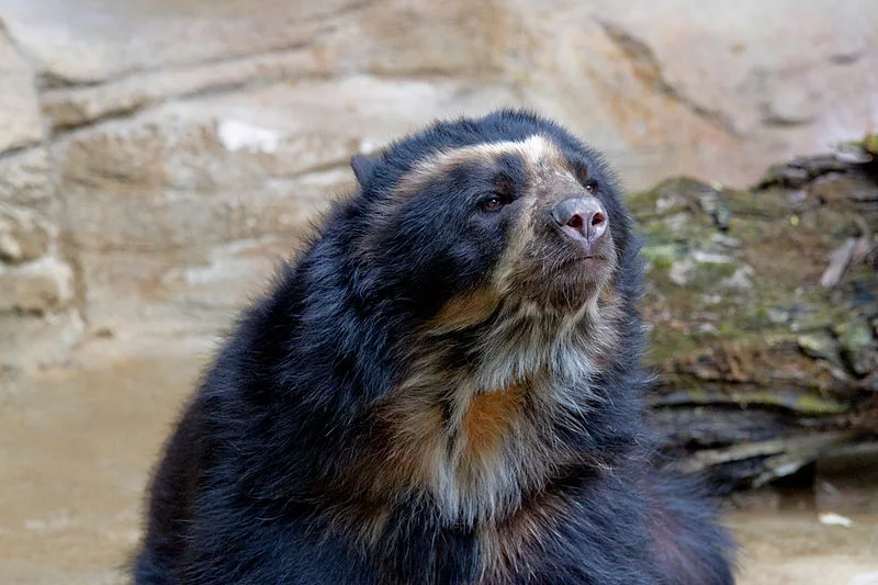 Meet the Spectacled Bear: Colombia’s Rare Andean Wildlife