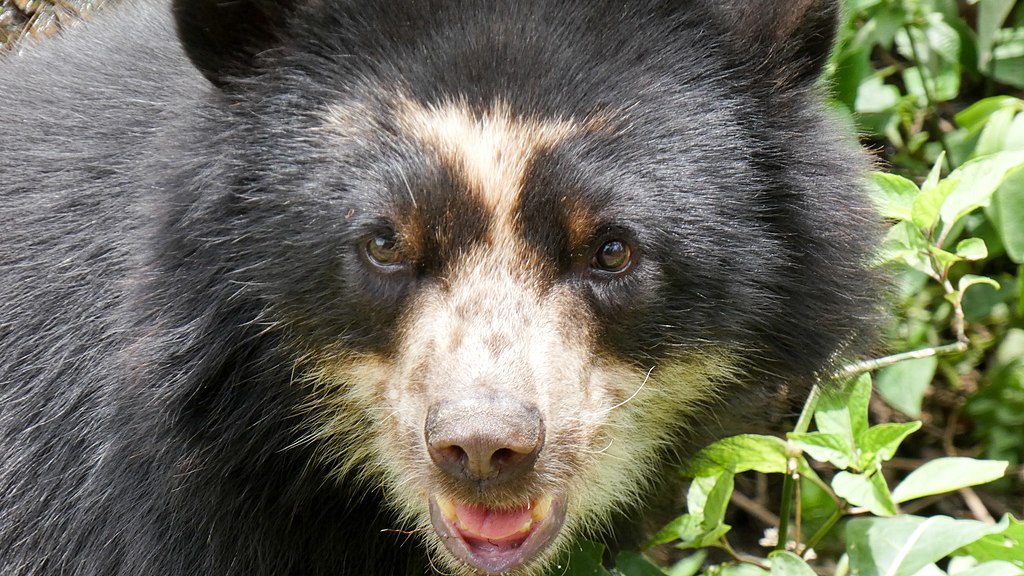 Meet the Spectacled Bear: Colombia’s Rare Andean Wildlife